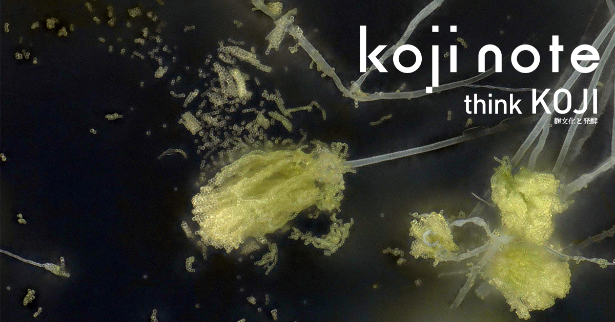「麹菌」と「酵素」ってどんな関係なのですか？｜think KOJI 麹文化と発酵｜koji note[三和酒類株式会社]